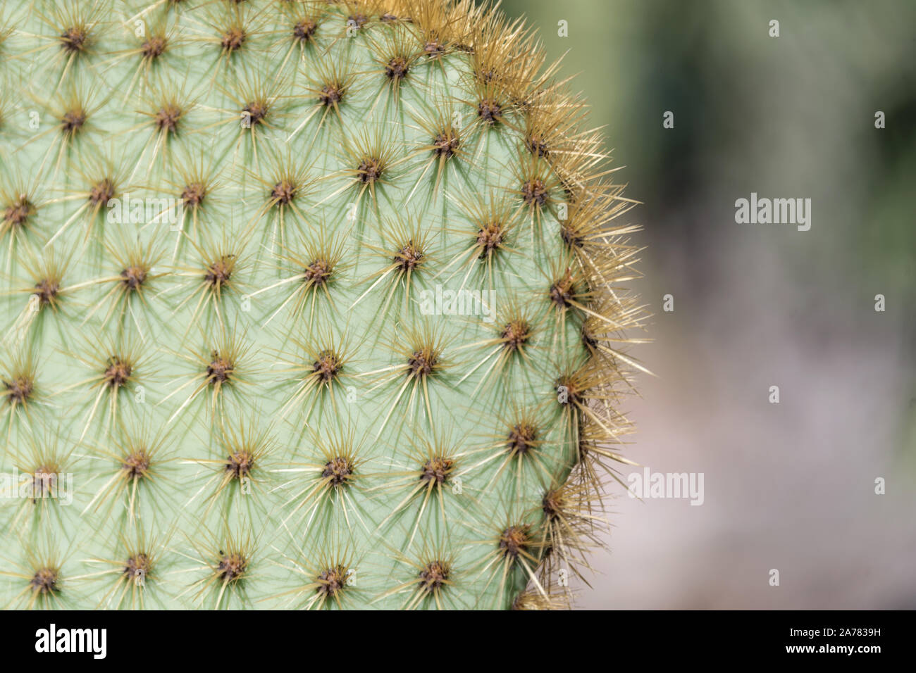 Closeup of spines on cactus, background cactus with spines. Big cactus ...