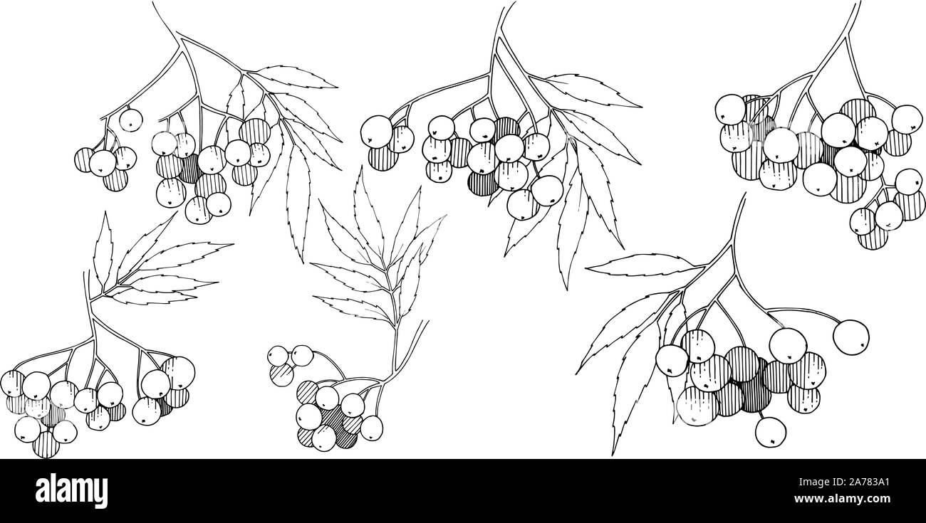 Vector autumn black sorbus plant. Berry plant botanical garden floral ...