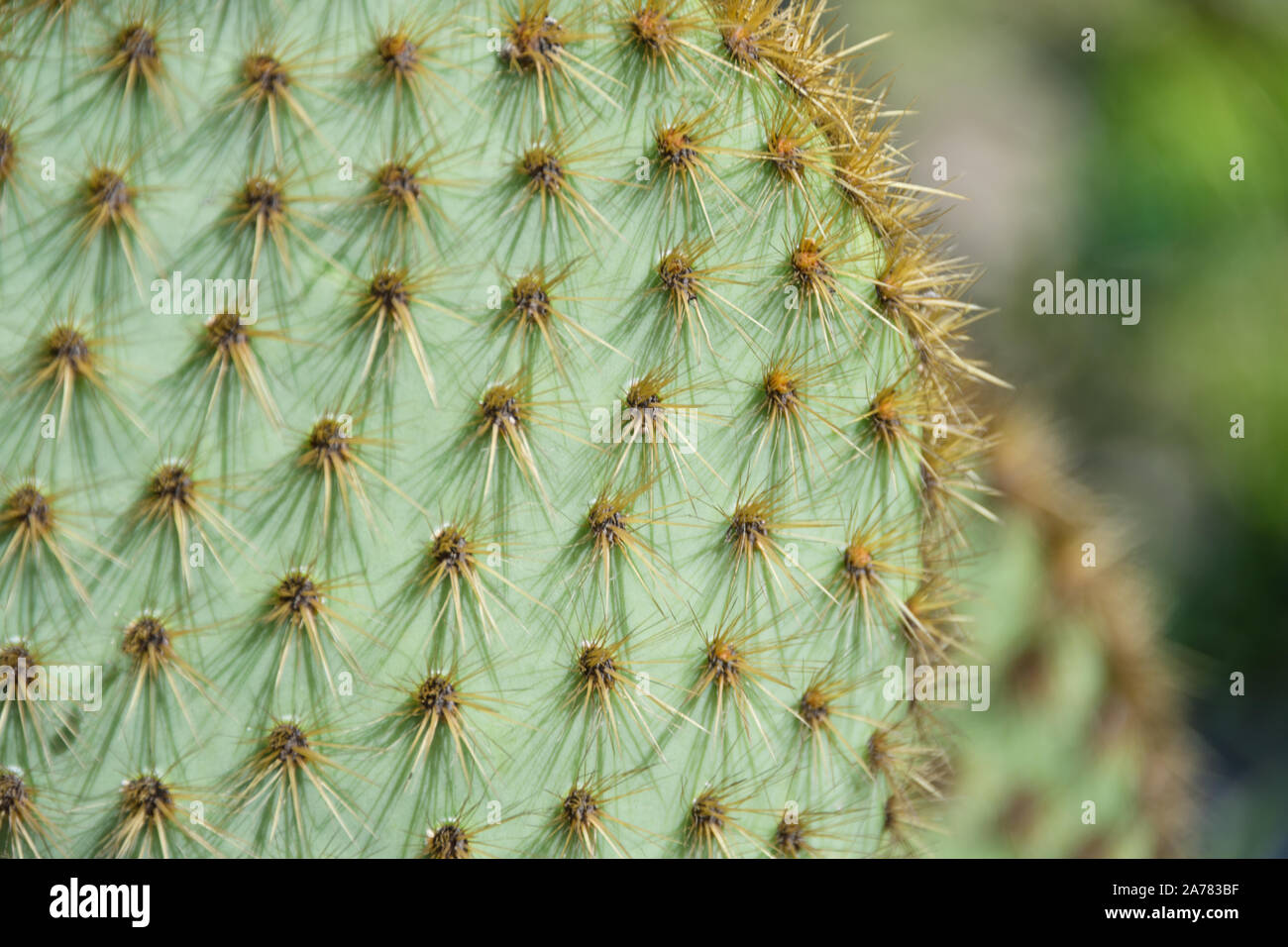 Closeup of spines on cactus, background cactus with spines. Big cactus ...