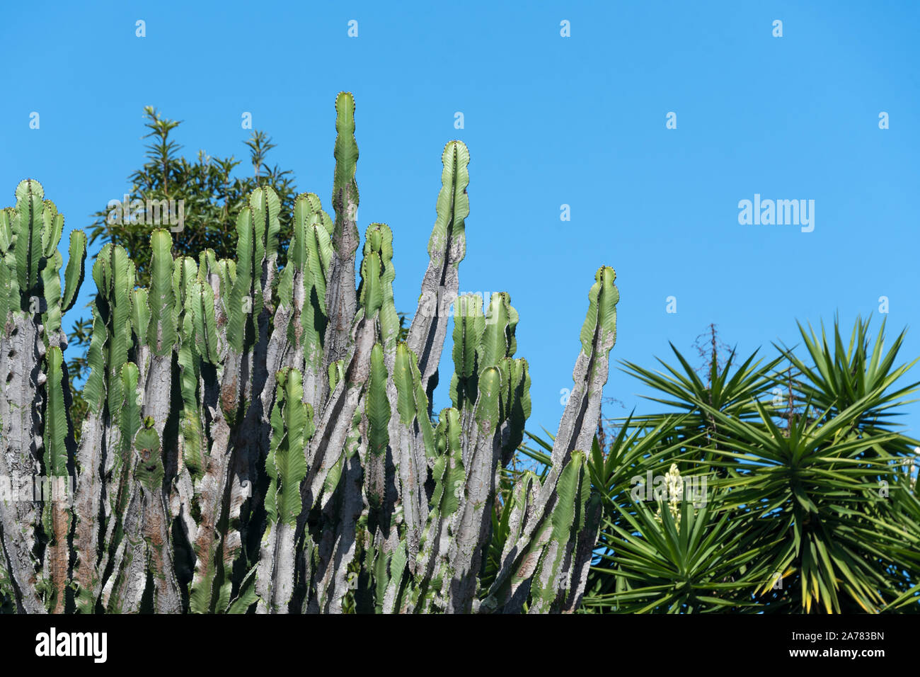 Cactus and palm trees at tropical garden. Succulent plants in the ...