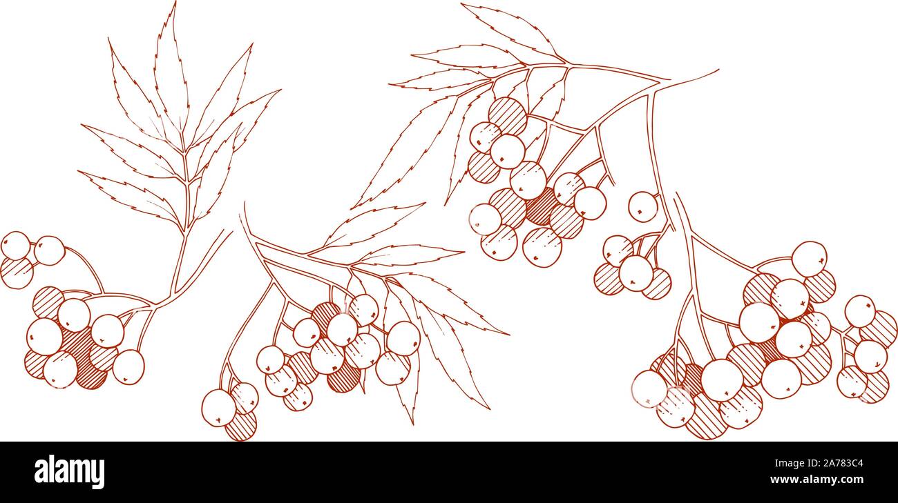 Vector autumn red sorbus plant. Berry plant botanical garden floral ...