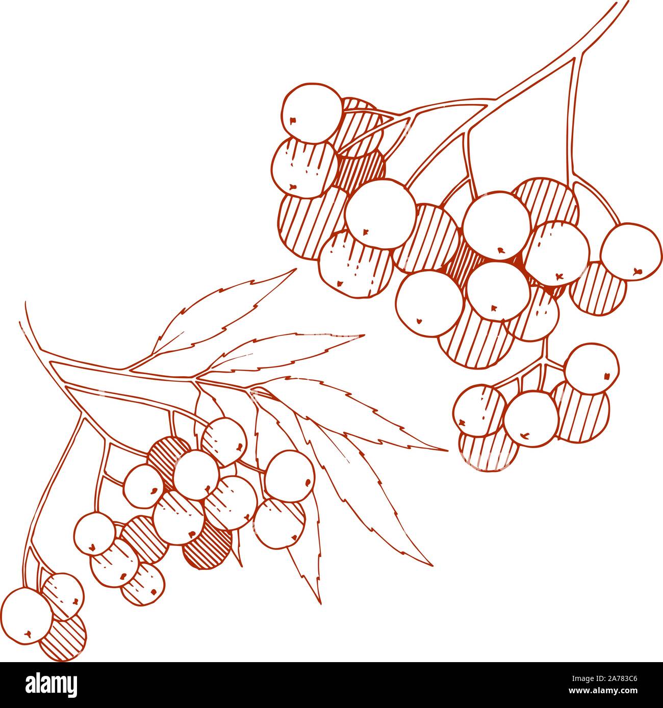 Vector autumn red sorbus plant. Berry plant botanical garden floral ...