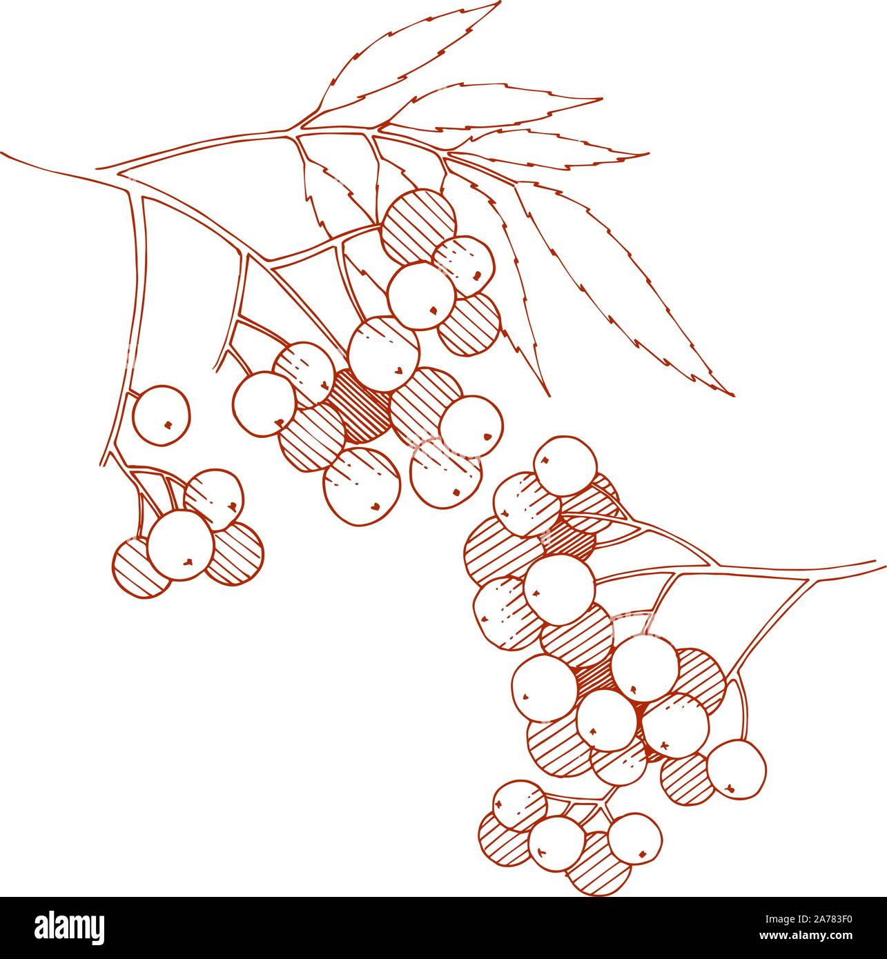 Vector autumn red sorbus plant. Berry plant botanical garden floral ...