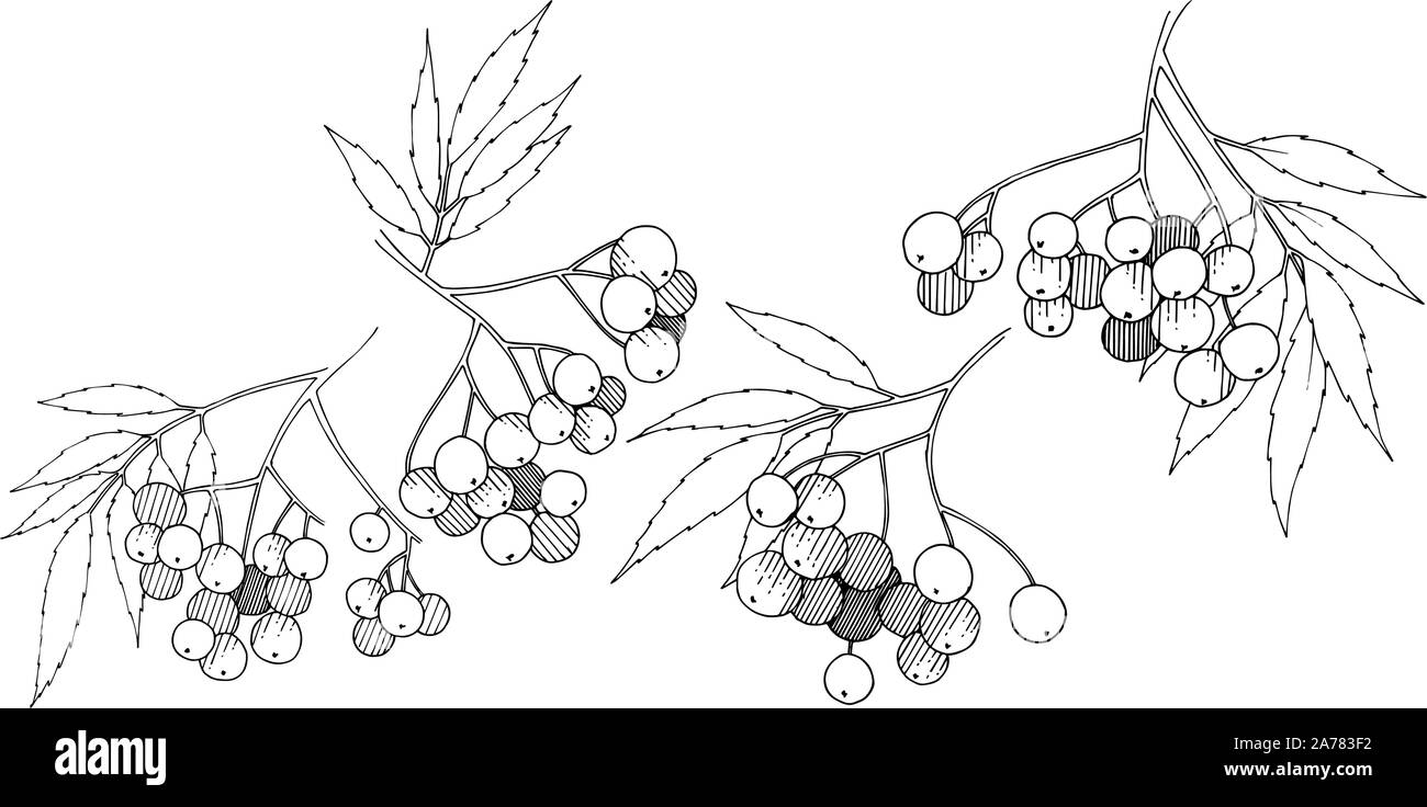 Vector autumn black sorbus plant. Berry plant botanical garden floral ...