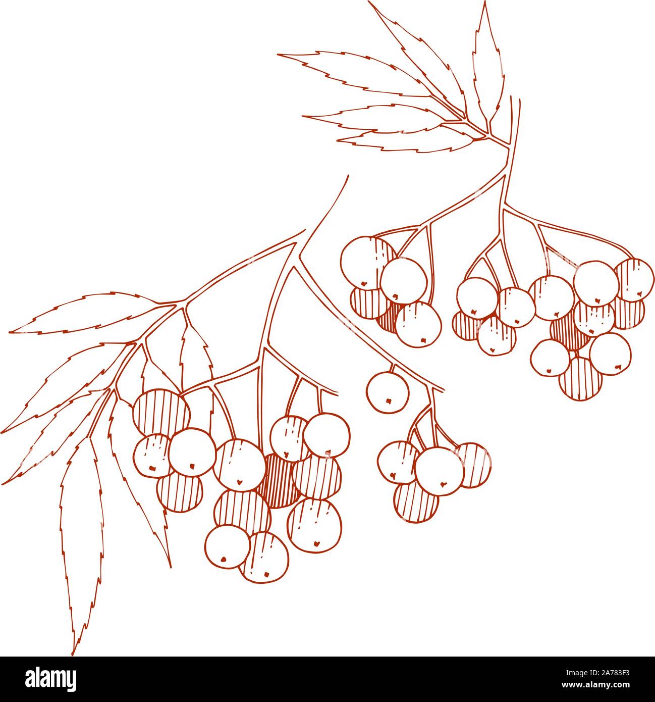 Vector autumn red sorbus plant. Berry plant botanical garden floral ...