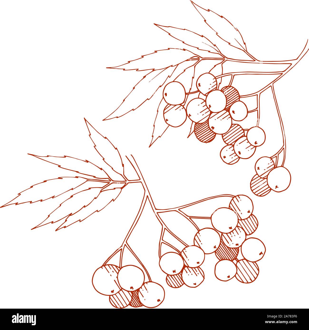 Vector autumn red sorbus plant. Berry plant botanical garden floral ...