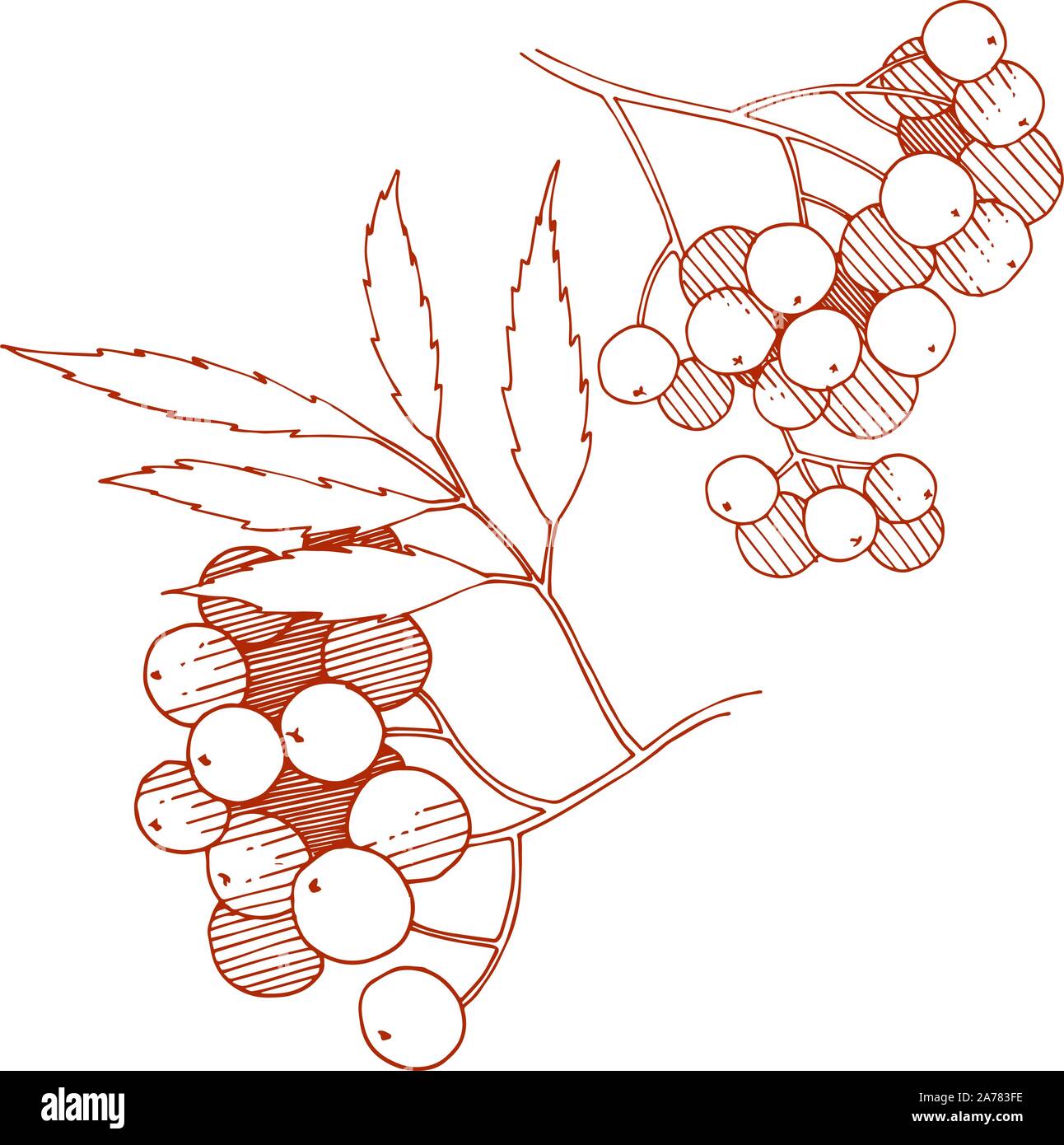 Vector autumn red sorbus plant. Berry plant botanical garden floral ...