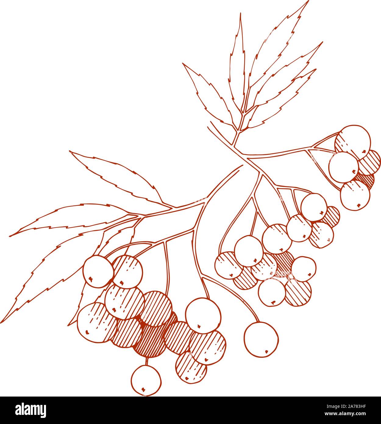 Vector autumn red sorbus plant. Berry plant botanical garden floral ...