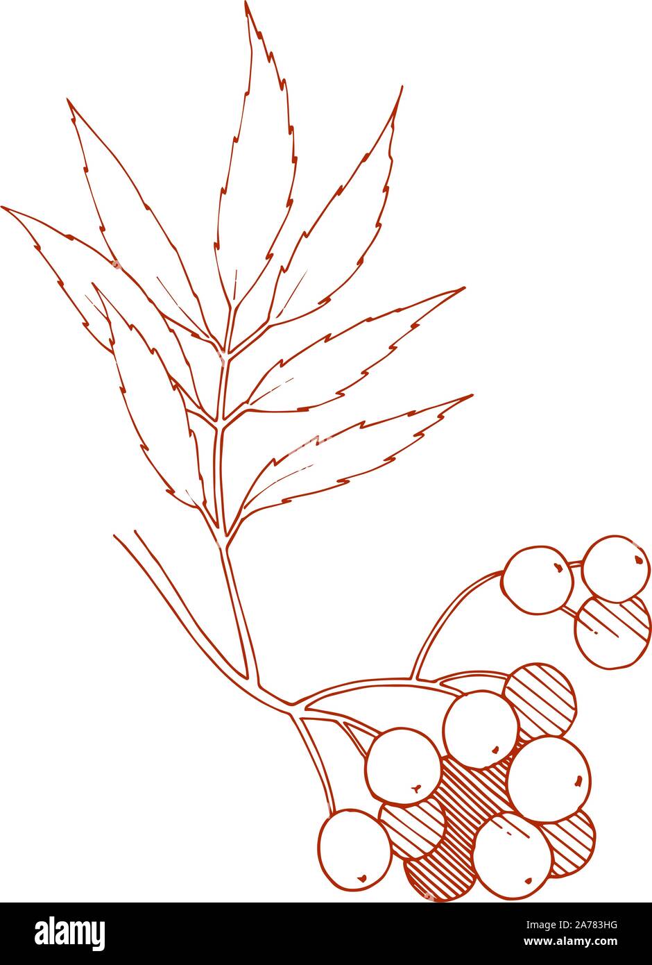 Vector autumn red sorbus plant. Berry plant botanical garden floral ...