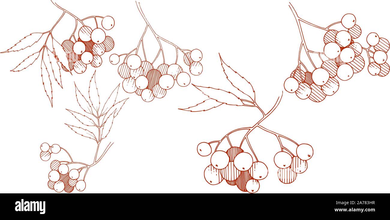 Vector autumn red sorbus plant. Berry plant botanical garden floral ...