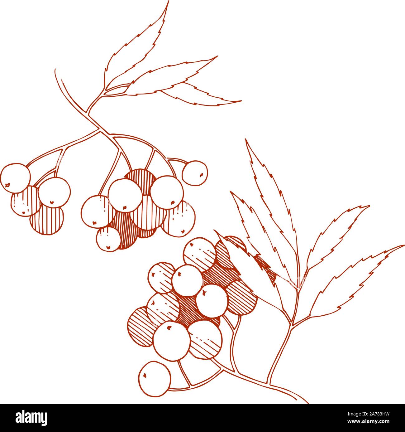 Vector autumn red sorbus plant. Berry plant botanical garden floral ...