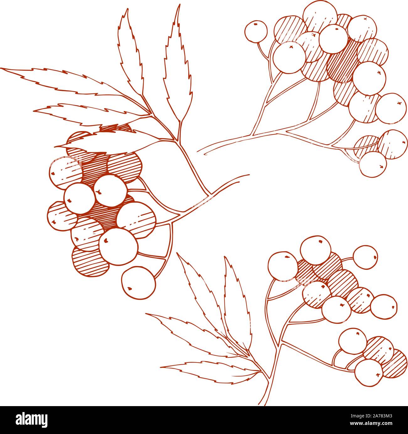 Vector autumn red sorbus plant. Berry plant botanical garden floral ...