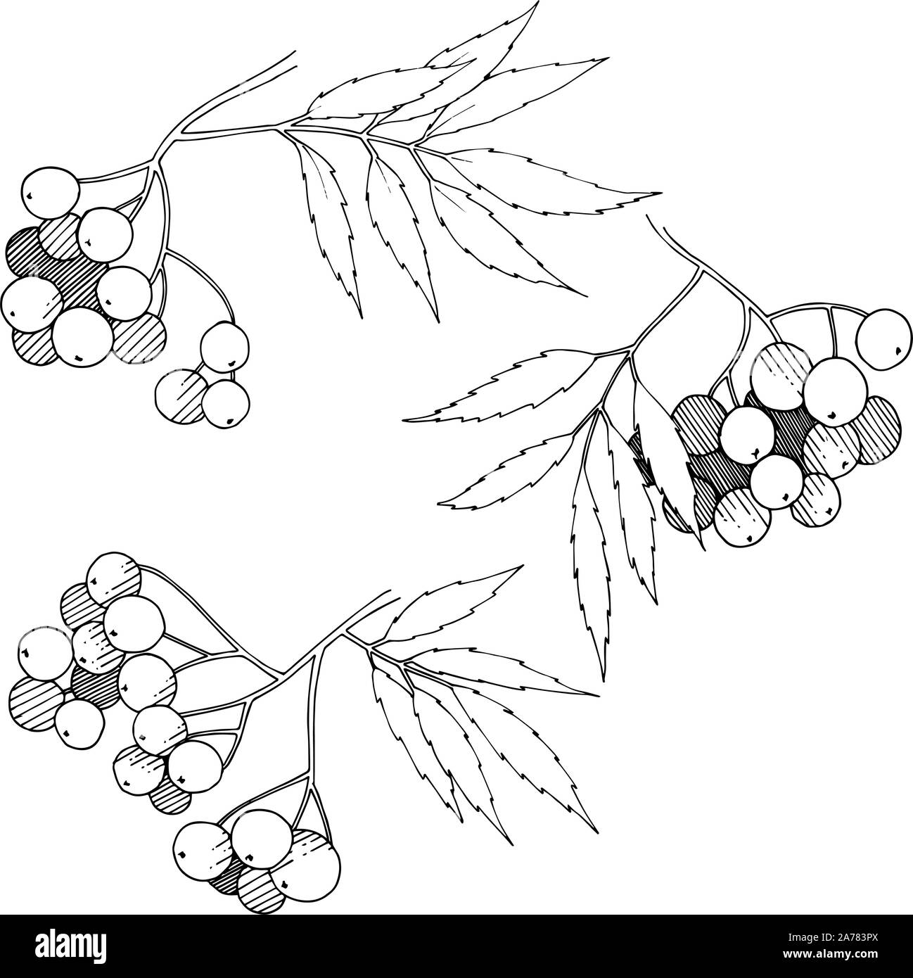 Vector autumn black sorbus plant. Berry plant botanical garden floral ...