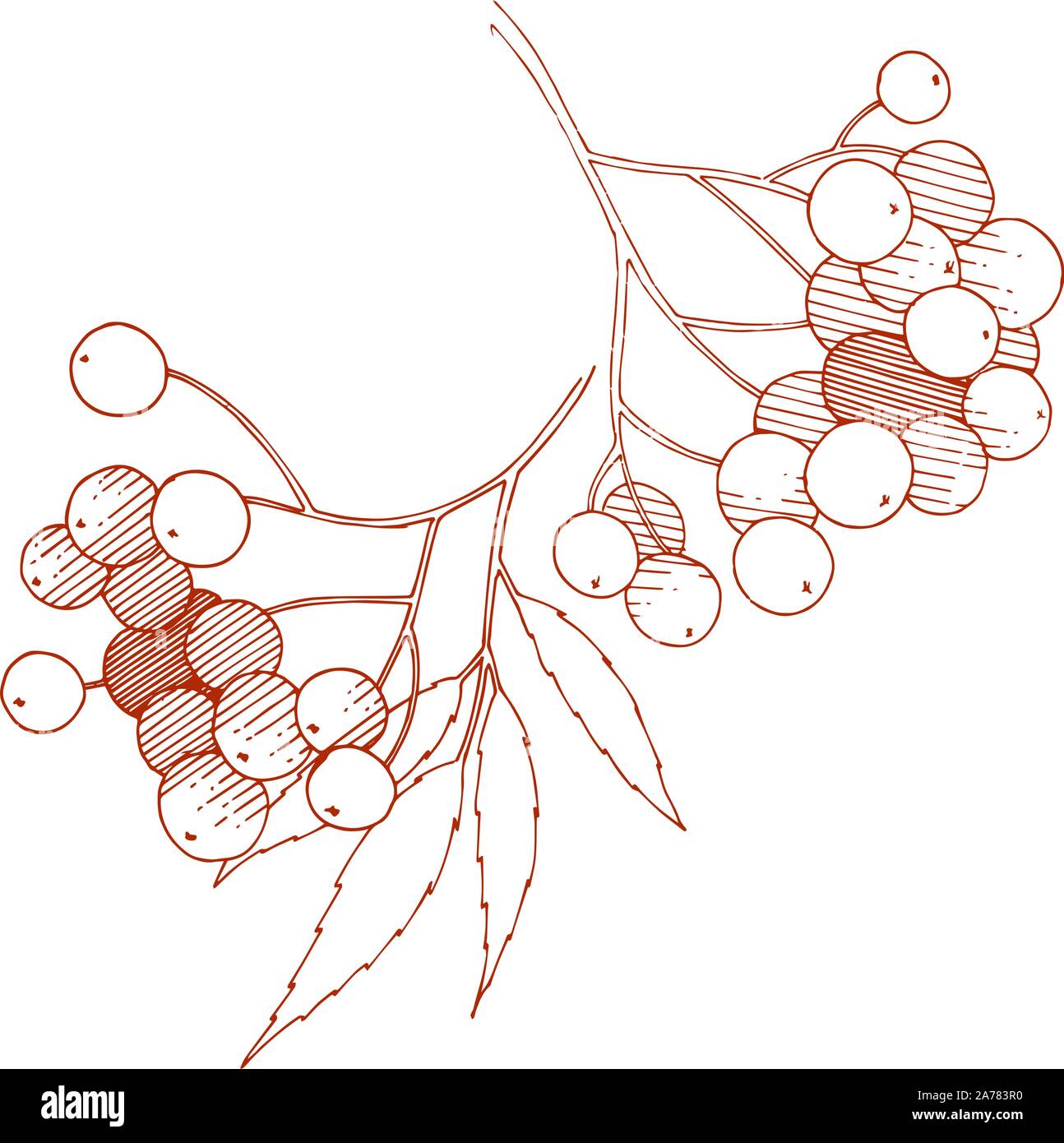 Vector autumn red sorbus plant. Berry plant botanical garden floral ...