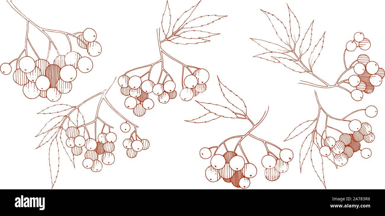 Vector autumn red sorbus plant. Berry plant botanical garden floral ...