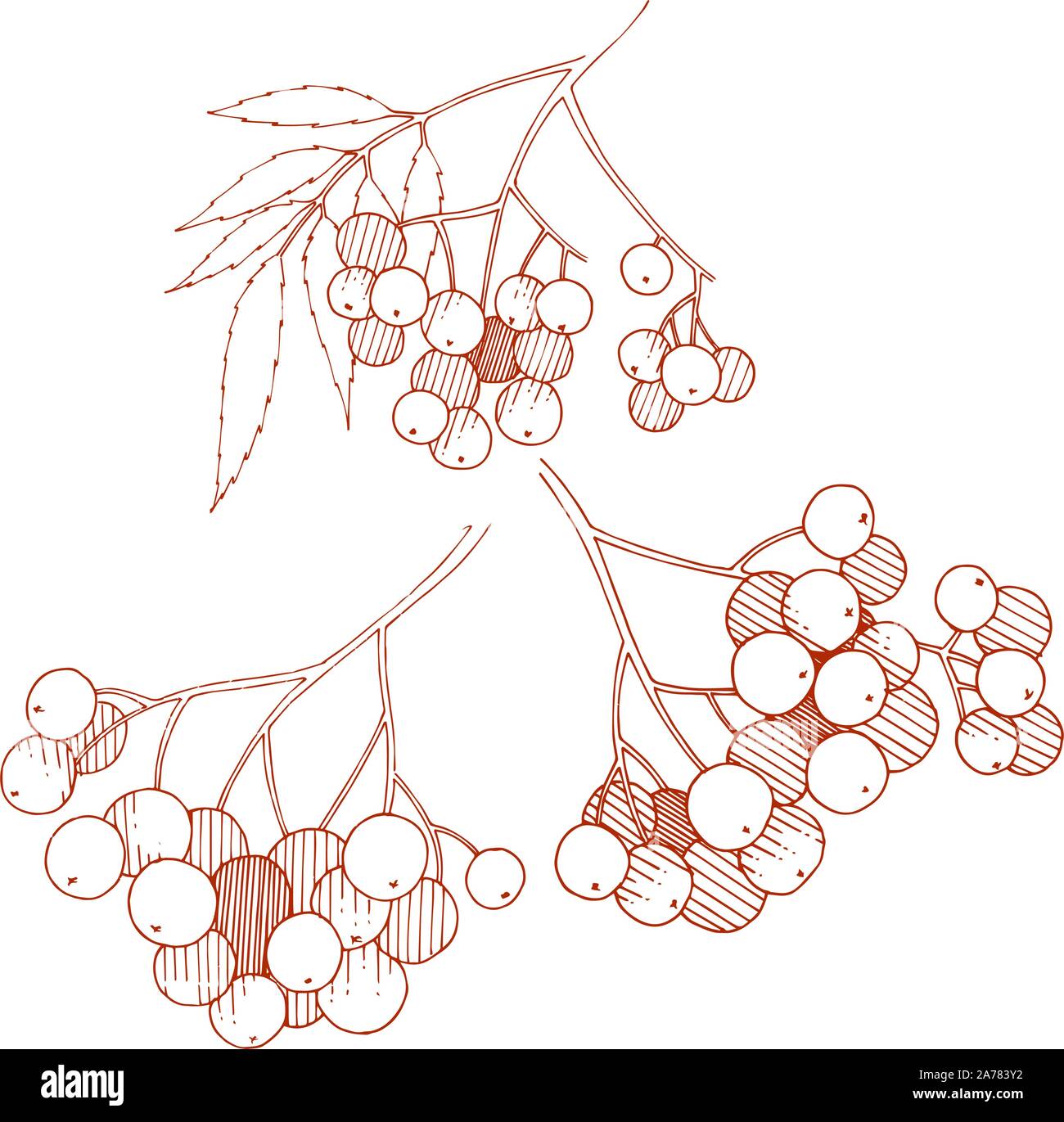 Vector autumn red sorbus plant. Berry plant botanical garden floral ...
