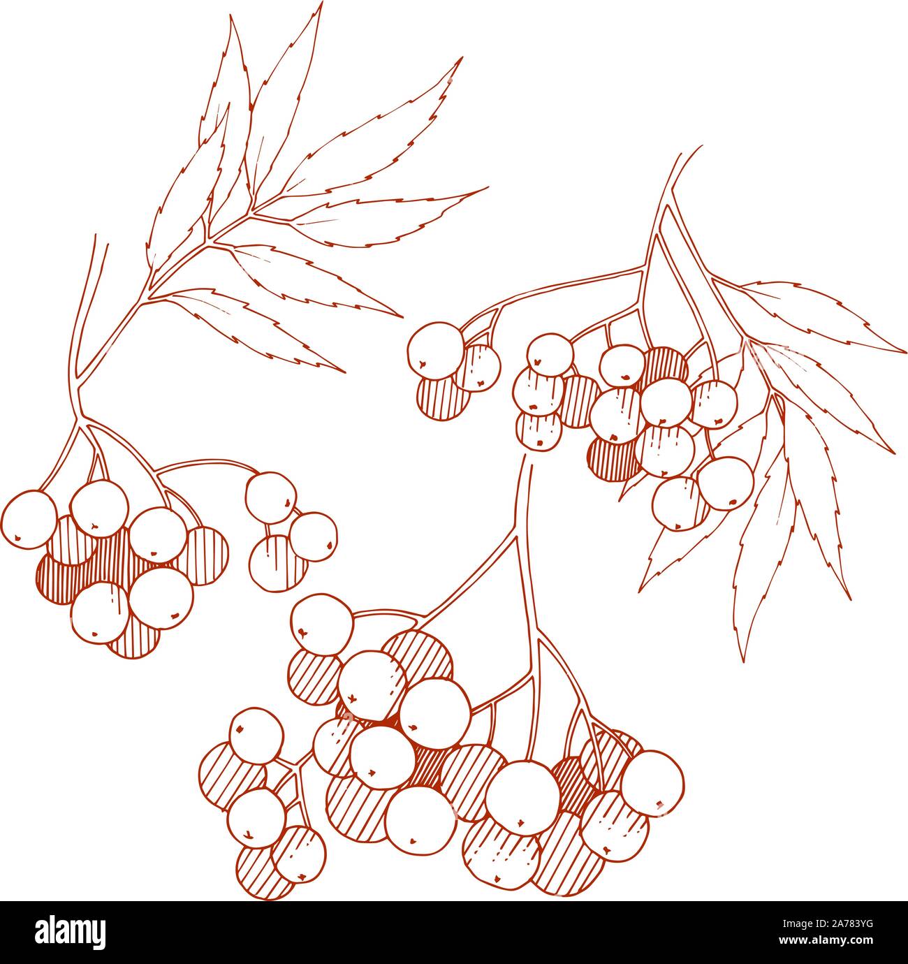 Vector autumn red sorbus plant. Berry plant botanical garden floral ...