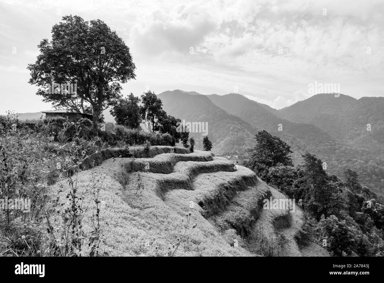 Rice terrace on mountain Black and White Stock Photos & Images - Alamy