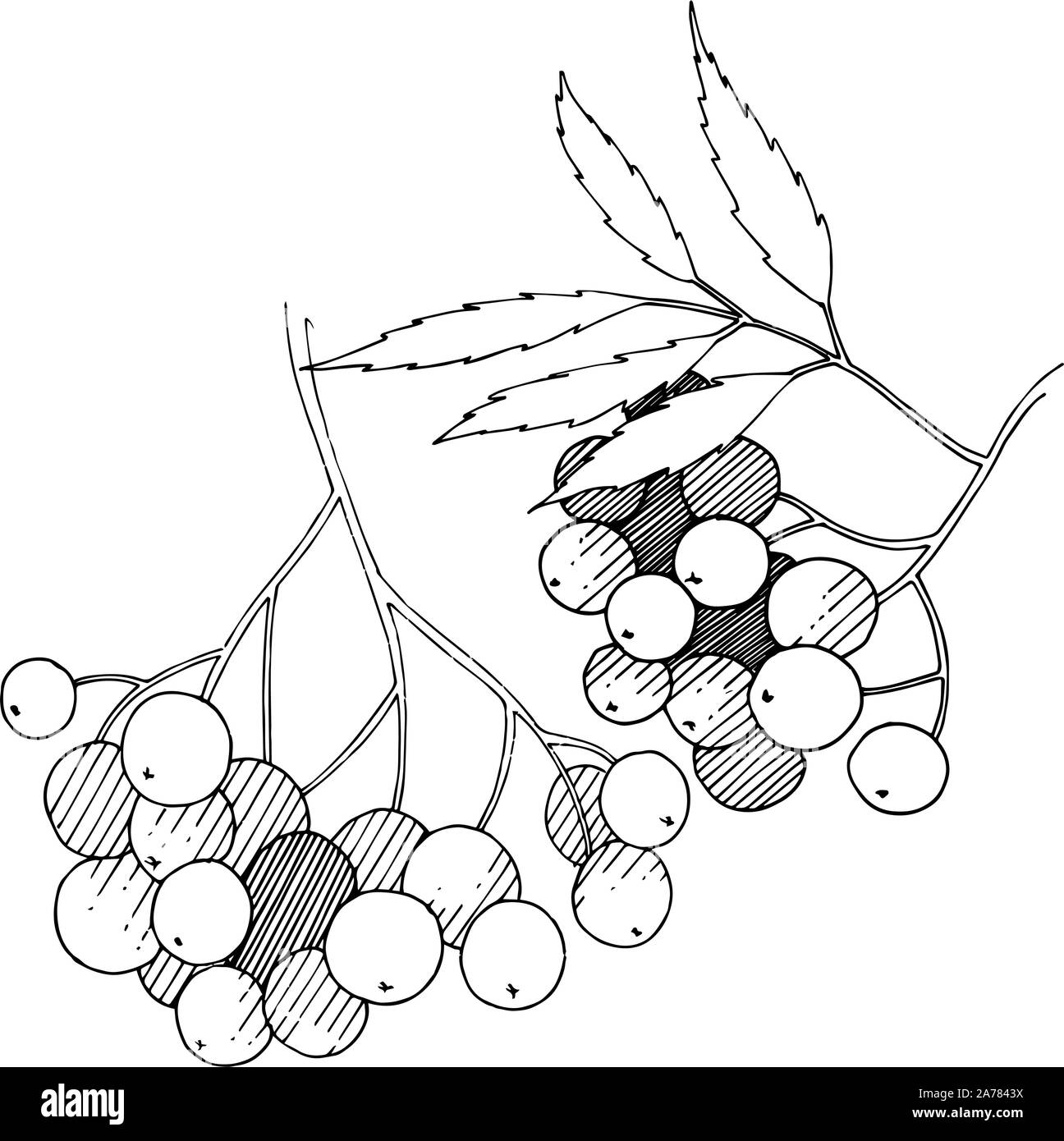 Vector autumn black sorbus plant. Berry plant botanical garden floral ...