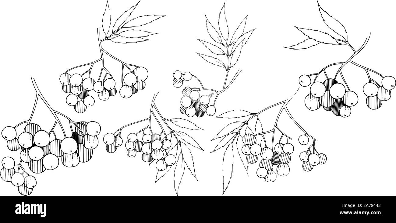 Vector autumn black sorbus plant. Berry plant botanical garden floral ...