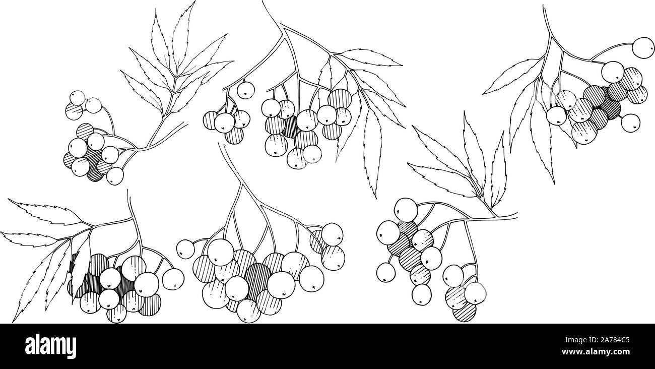 Vector autumn black sorbus plant. Berry plant botanical garden floral ...