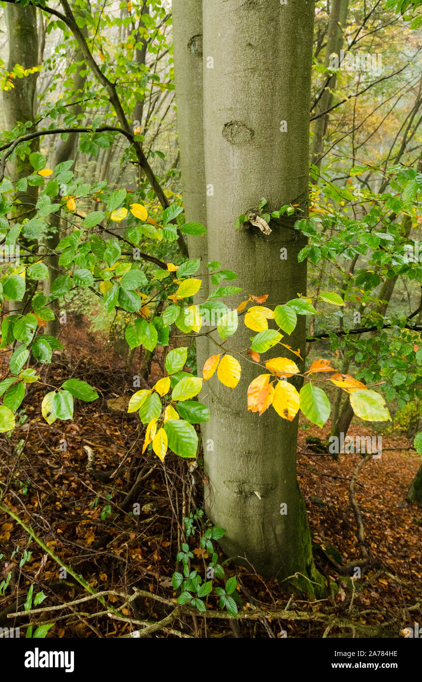 Leaves of the European beech or Common beech, fagus sylvatica, in a ...