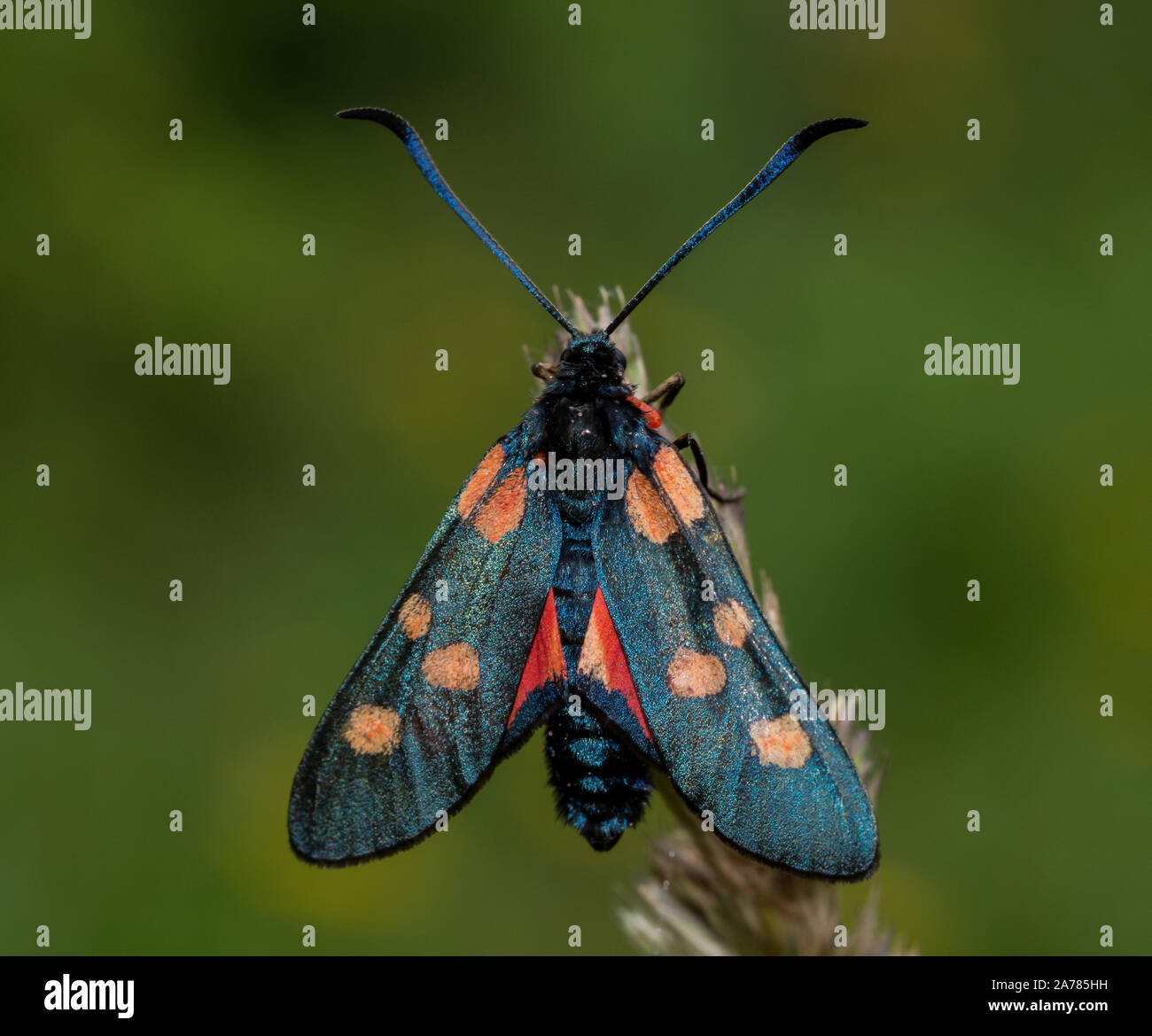 Moth black red spotted wings hi-res stock photography and images - Alamy