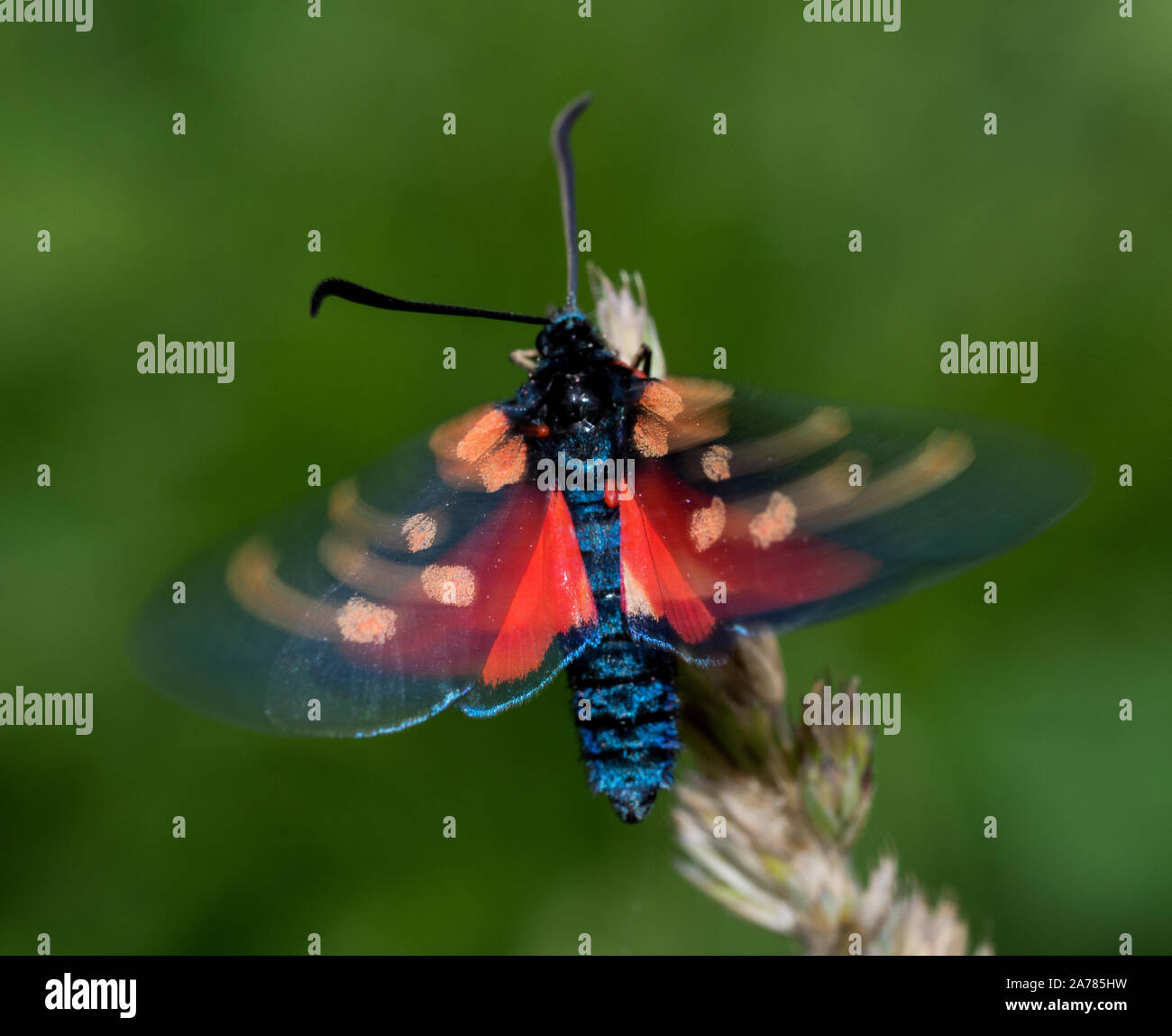 Moth black red spotted wings hi-res stock photography and images - Alamy