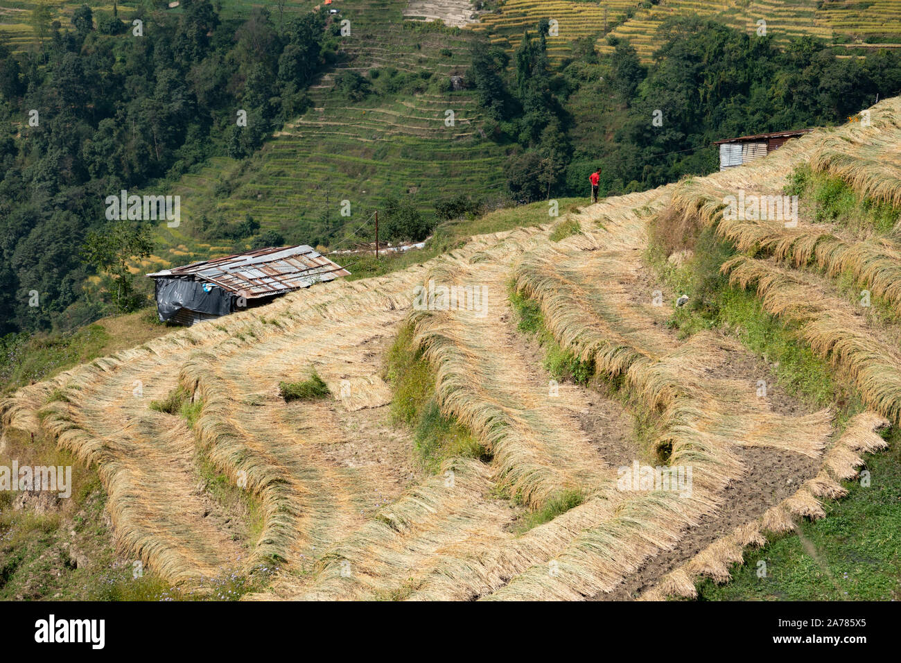 Nepali rice field hi-res stock photography and images - Alamy