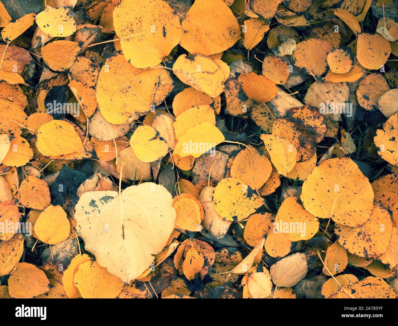 Japanese poplar hi-res stock photography and images - Alamy