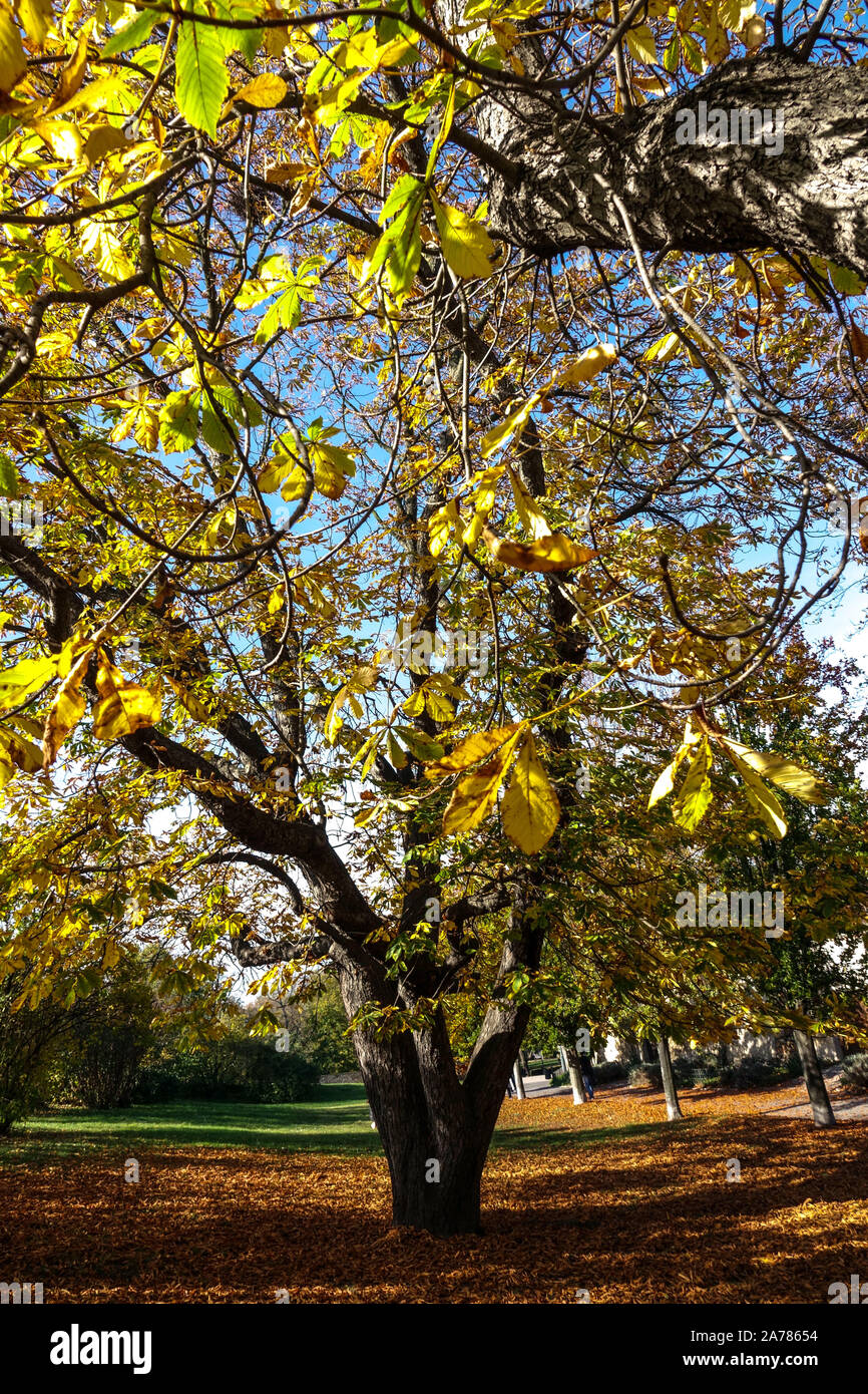 Horse chestnut tree hi-res stock photography and images - Alamy