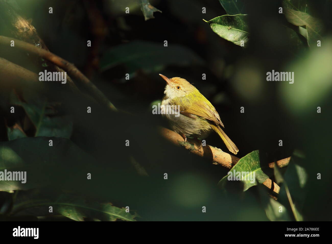 Chintamoni kar bird sanctuary hi-res stock photography and images - Alamy