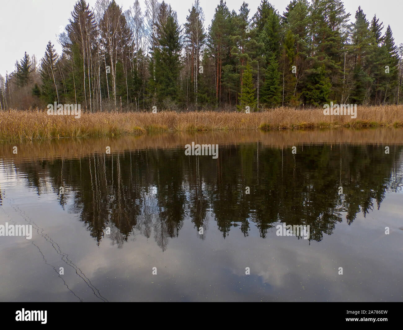 peaceful landscape with trees reflections in the still lake waters on ...