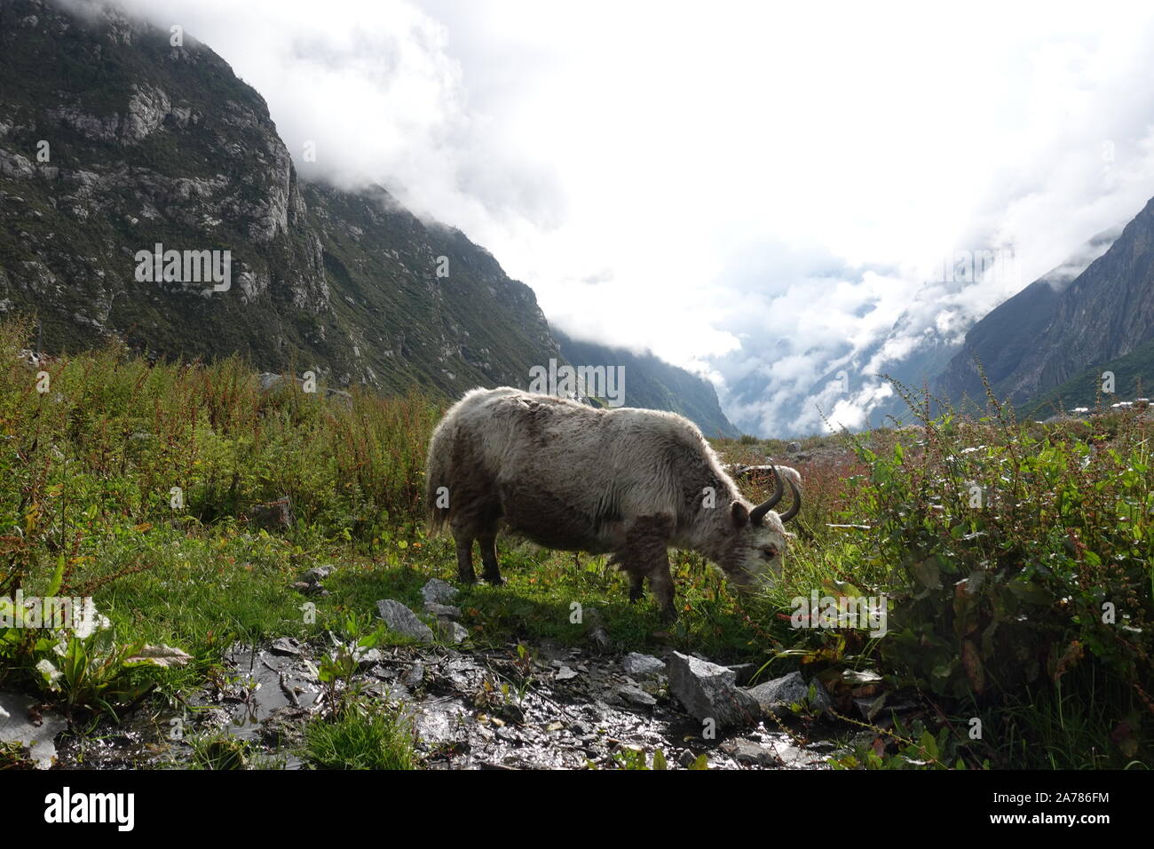 Yak in himalaya hi-res stock photography and images - Alamy