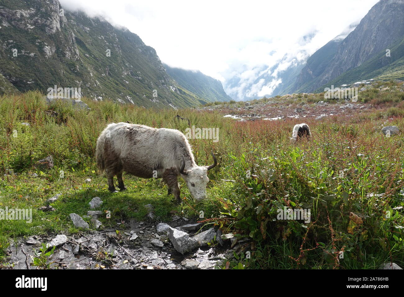 Nepal yak caravan hi-res stock photography and images - Alamy