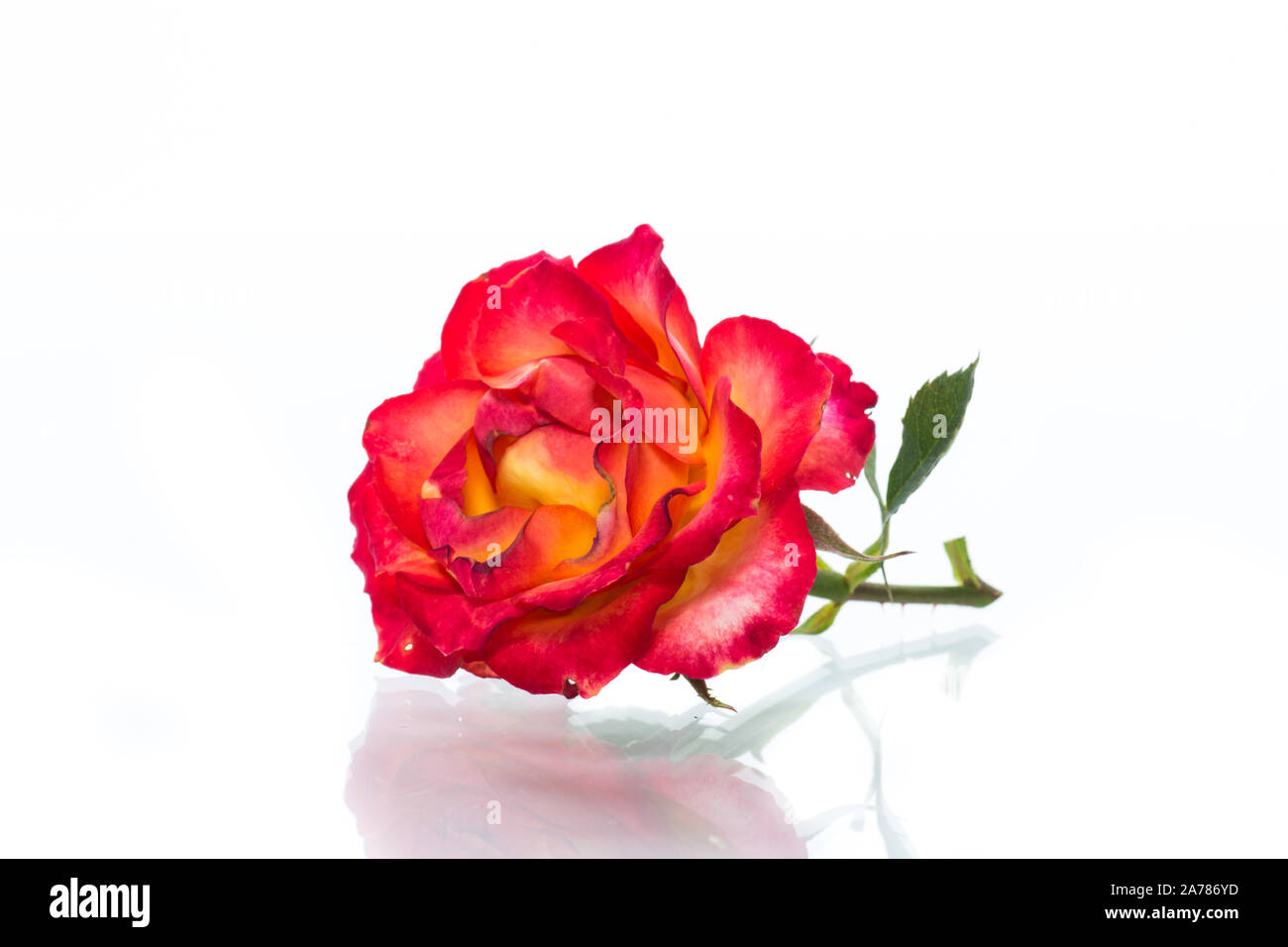 two-tone red-yellow rose close-up isolated on a white Stock Photo - Alamy