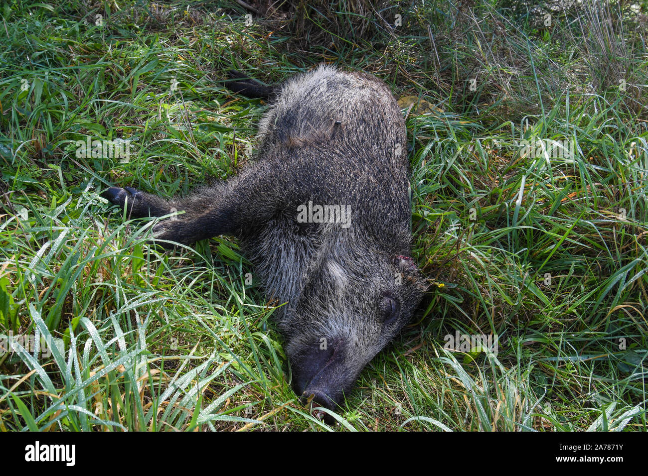 With dead wild boar hi-res stock photography and images - Alamy