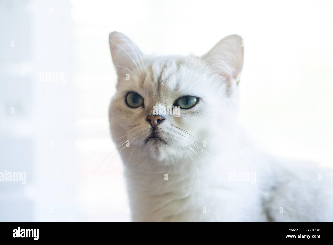 portrait of a cat of breed Scottish chinchilla, straight-eared Stock ...