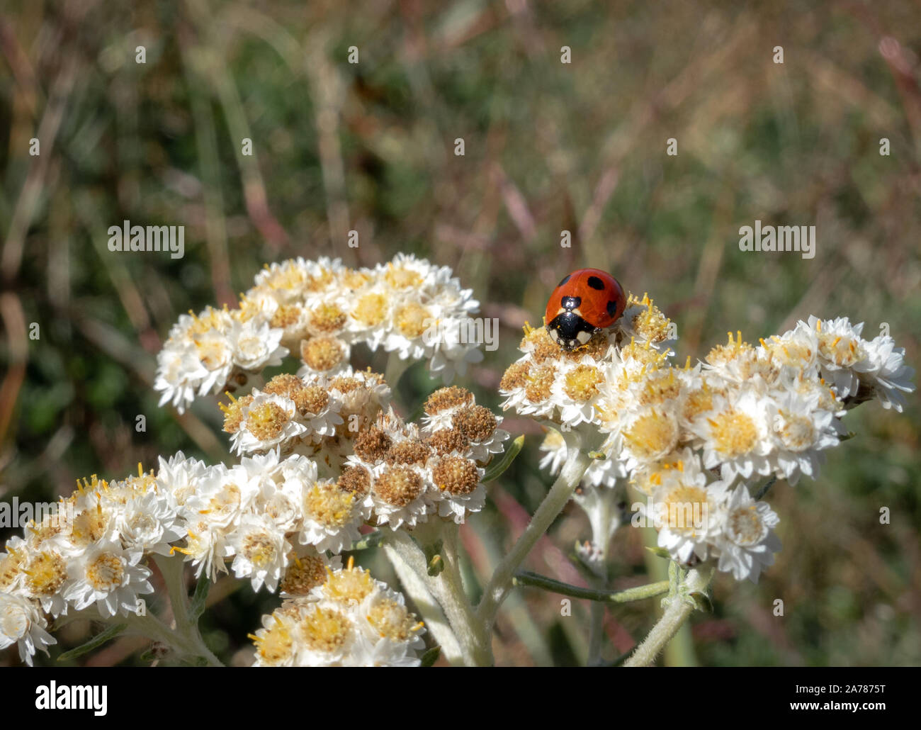 A ladybug sitting on a white flower in a meadow Stock Photo - Alamy