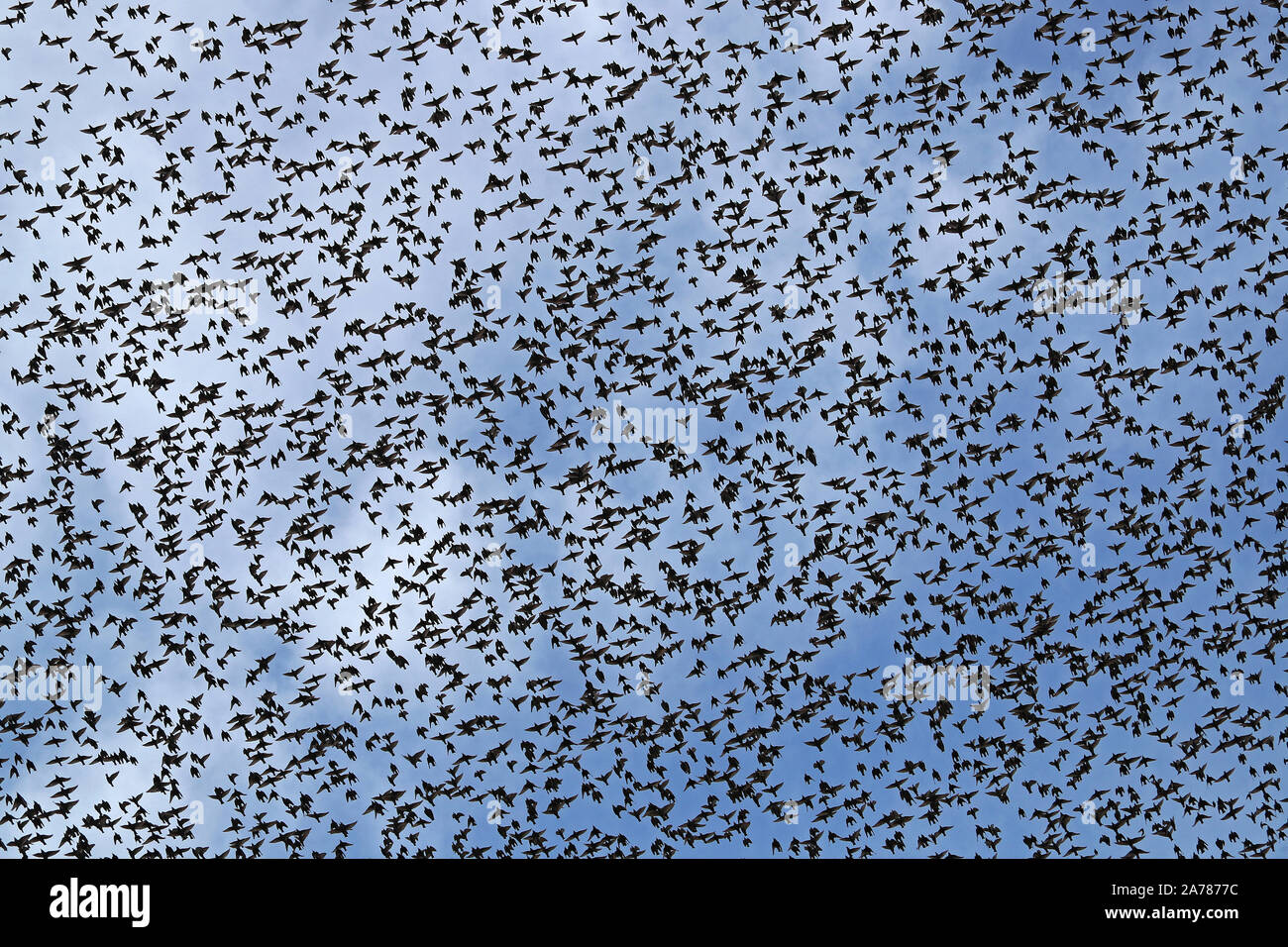 a large flock or murmuration of starlings flocking together and flying ...