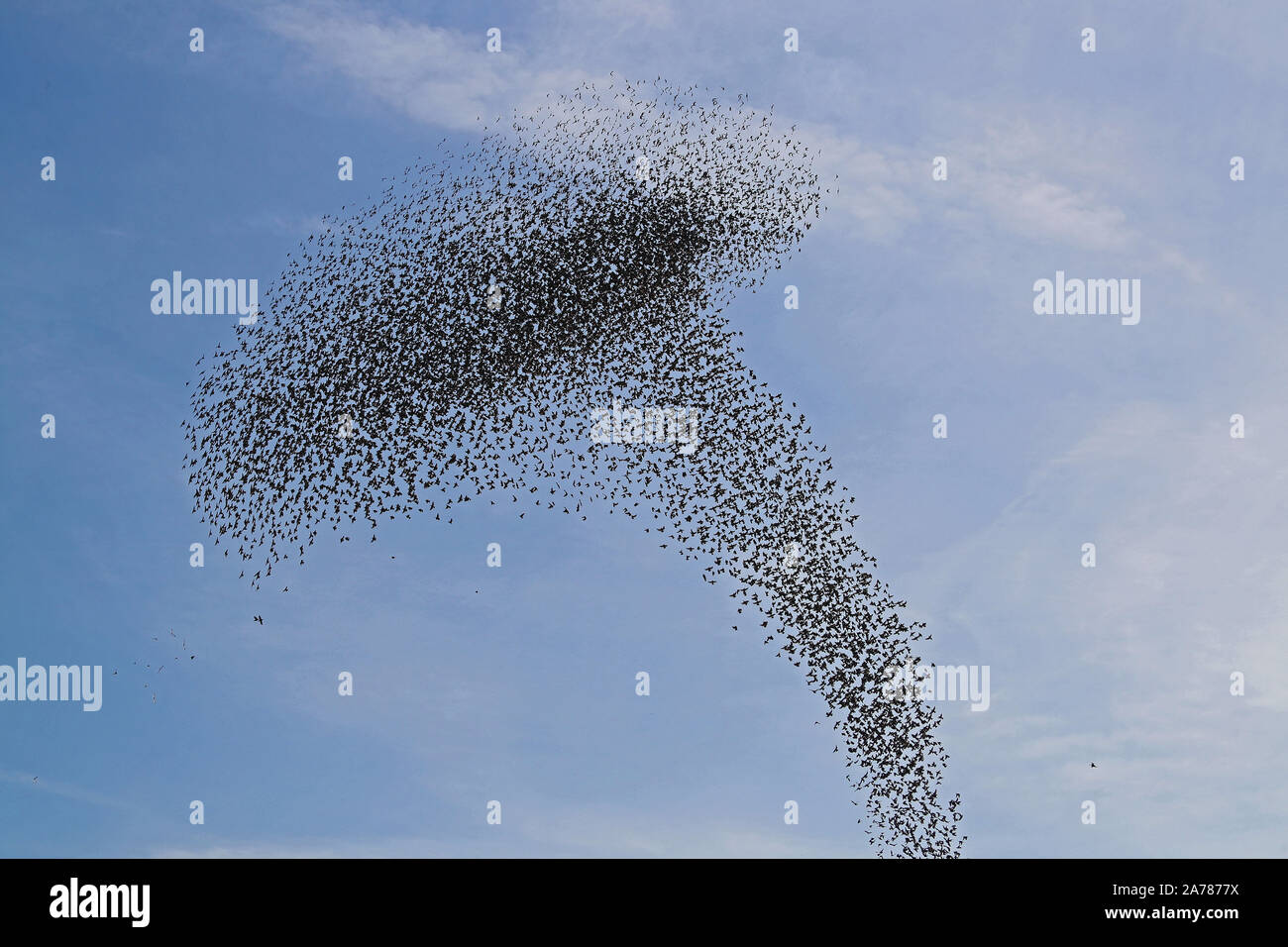 Common starling in autumn flying hi-res stock photography and images ...