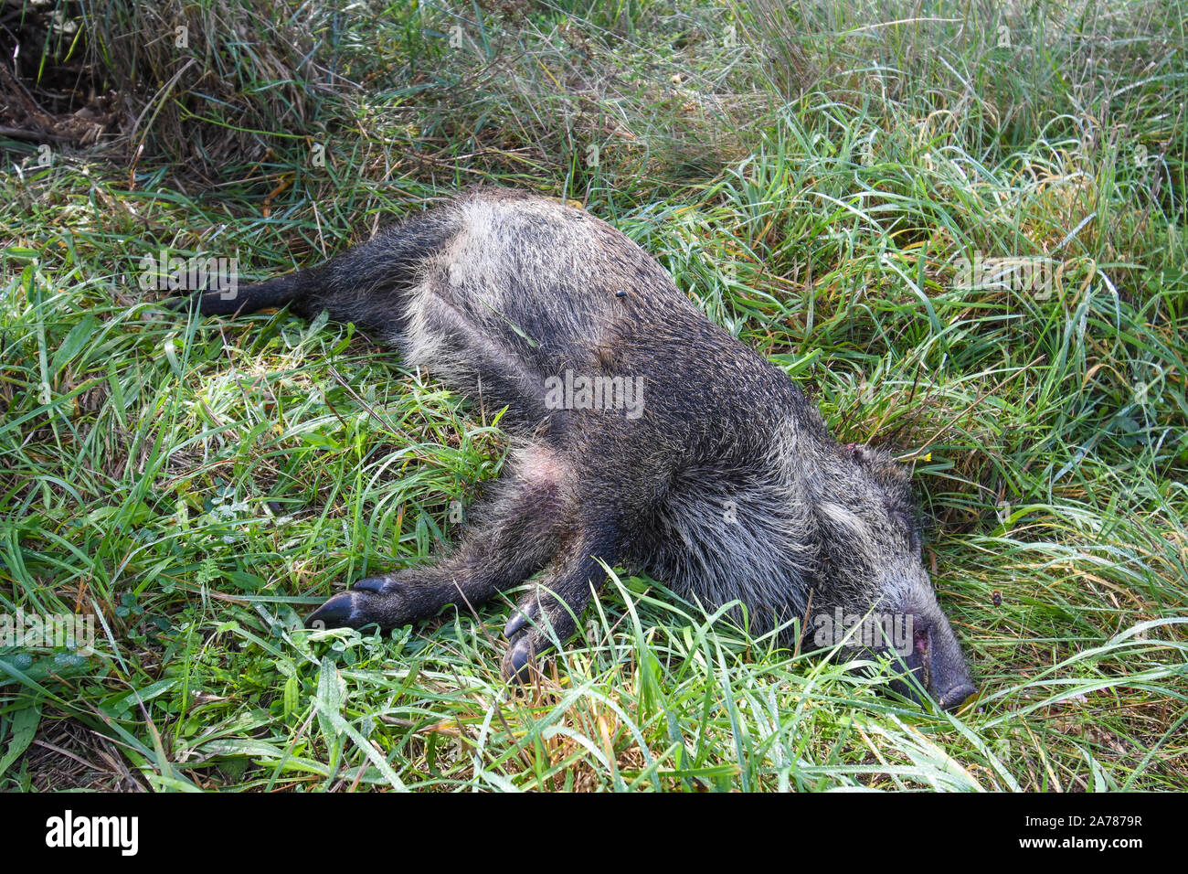 Wild boar batter hi-res stock photography and images - Alamy