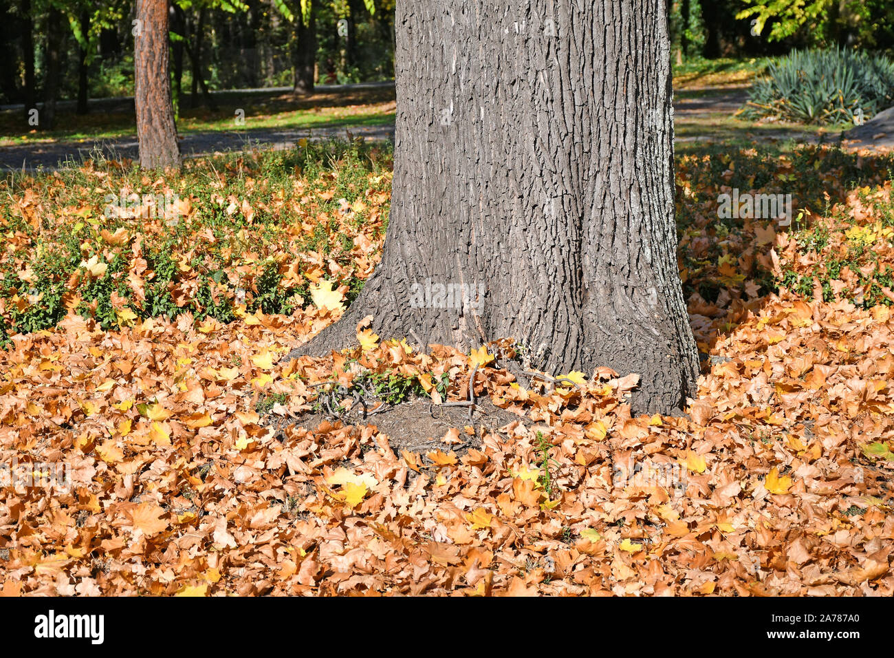 Fallen leaves of the tree in autumn time Stock Photo - Alamy