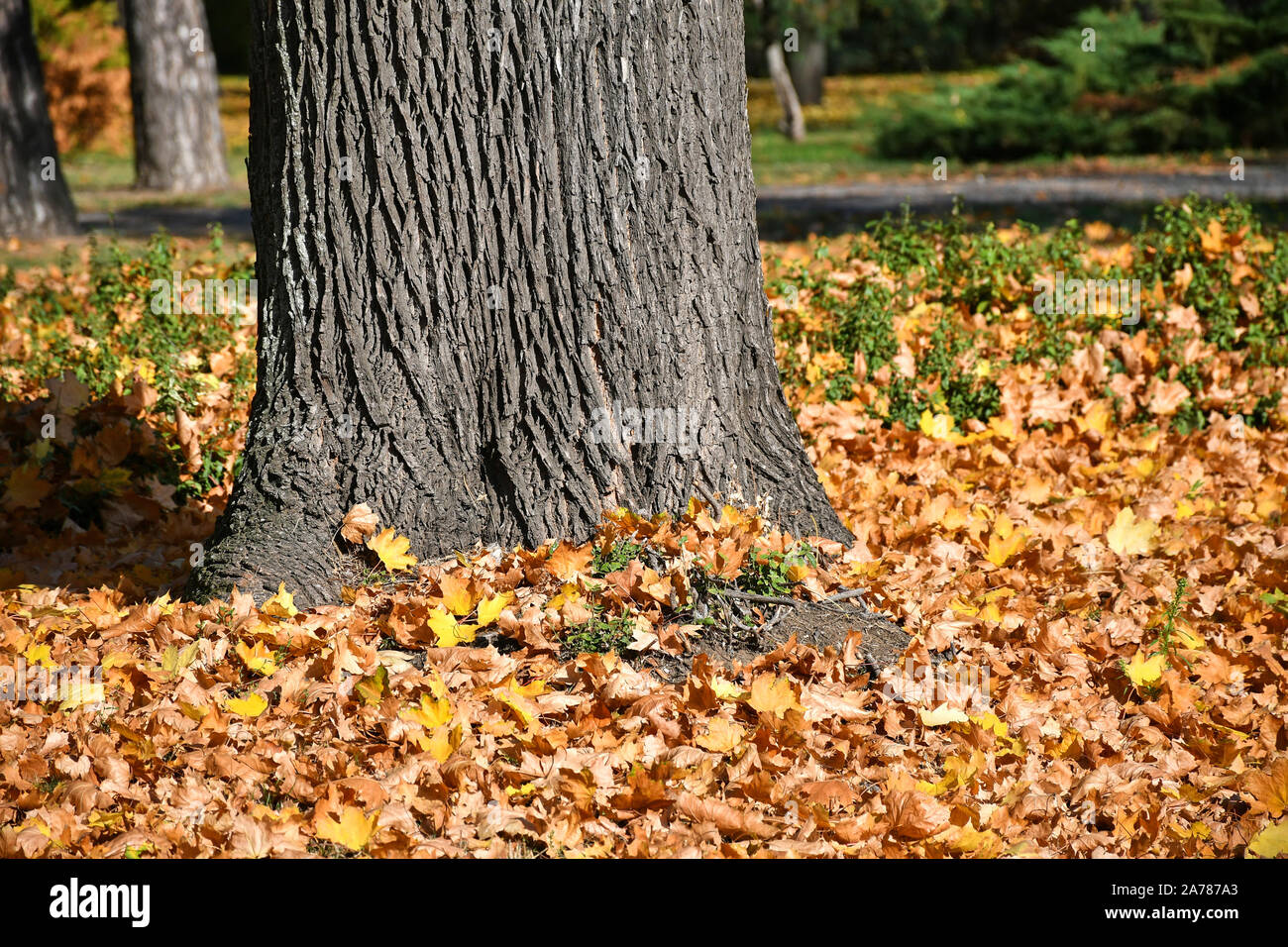 Fallen leaves of the tree in autumn time Stock Photo - Alamy
