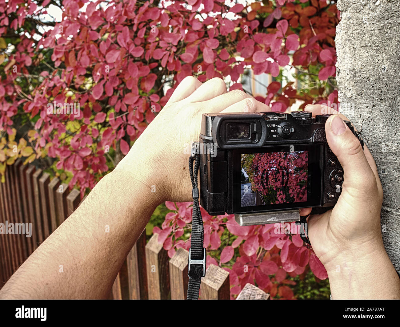 Detail of using camera for taking autumn photos. Nice colored leaves of ...