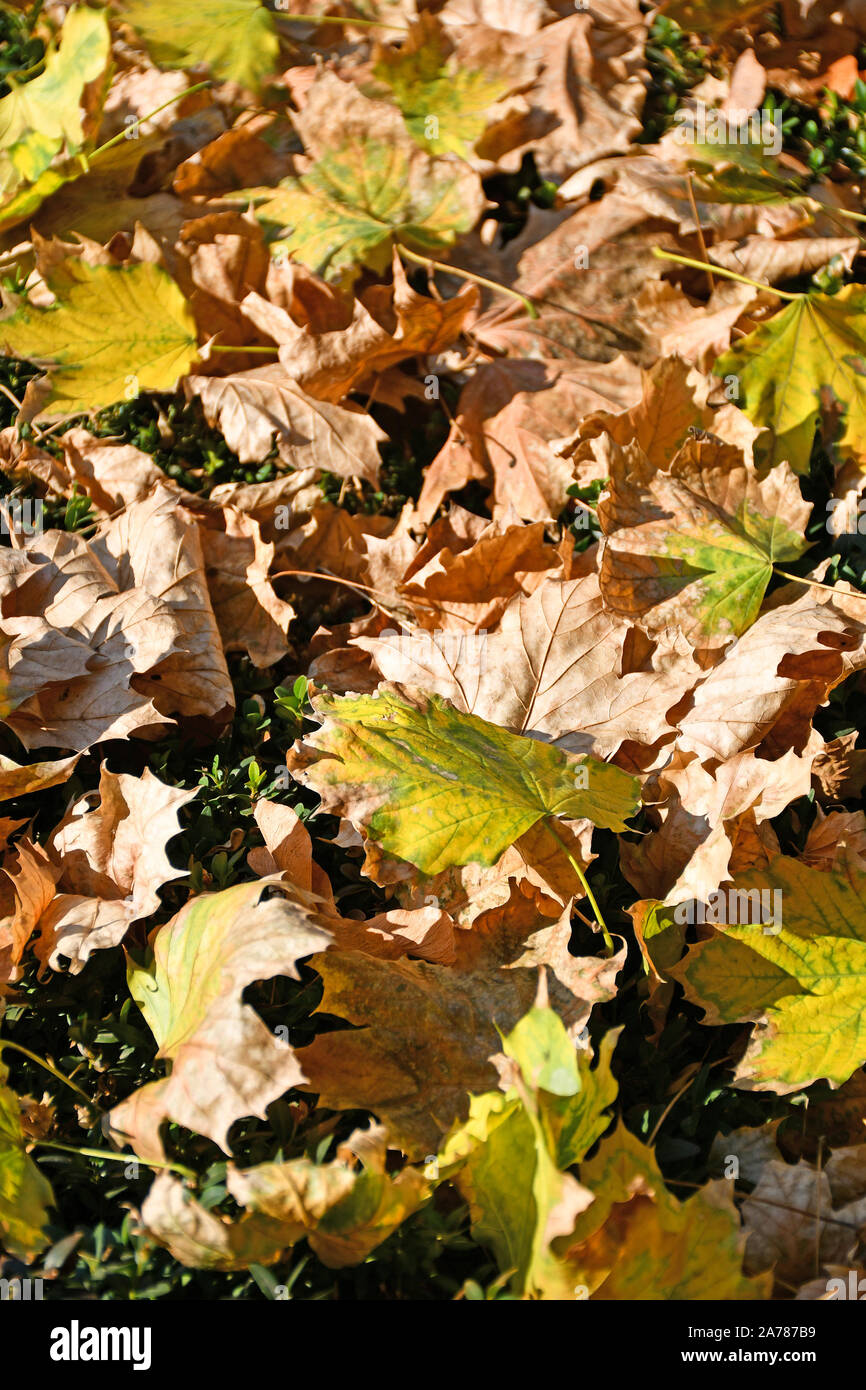 Fallen leaves of the tree in autumn time Stock Photo - Alamy