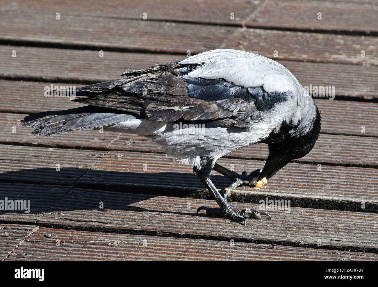 Young crow eats some bread outdoors Stock Photo - Alamy
