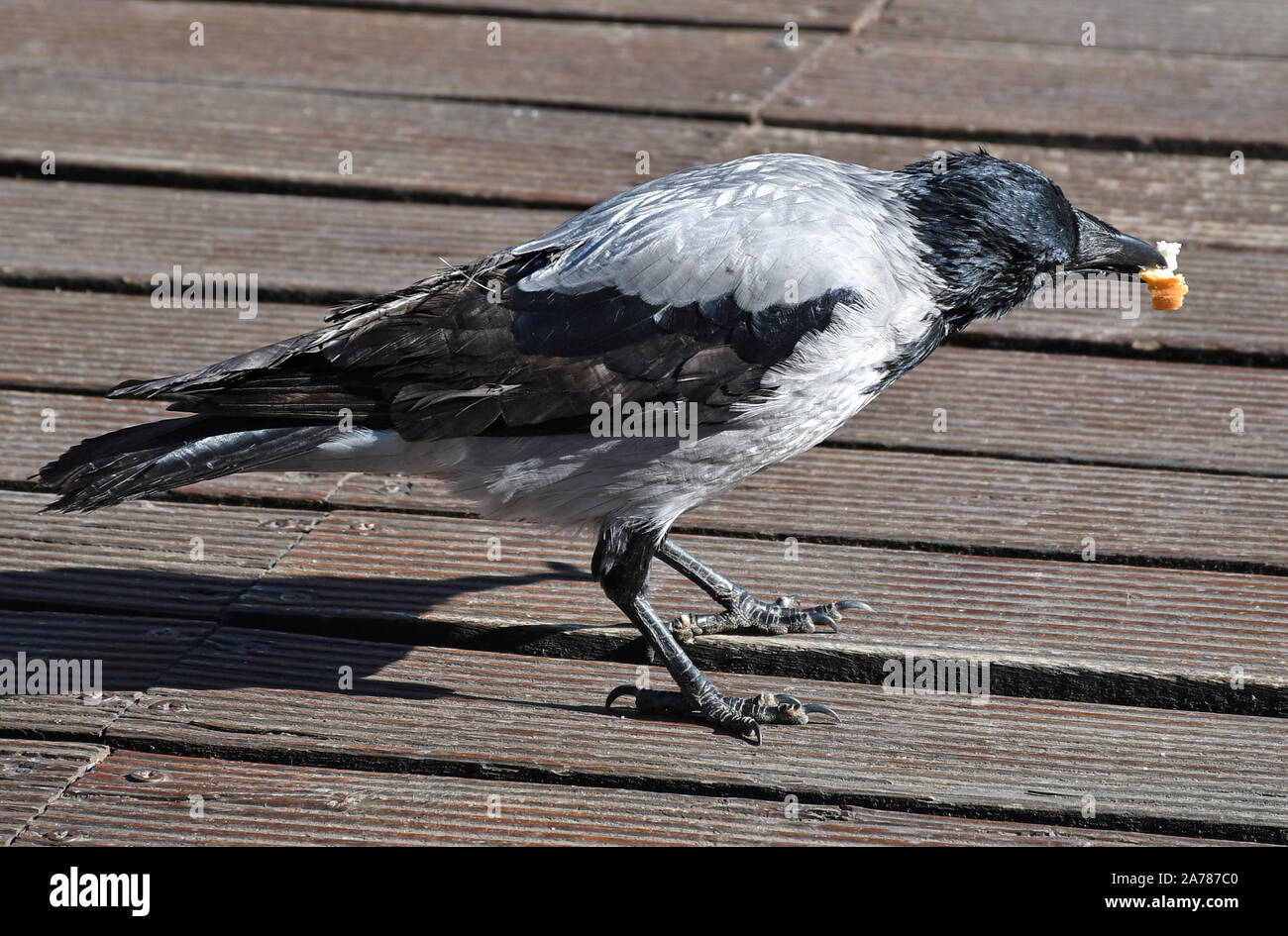 Young crow eats some bread outdoors Stock Photo - Alamy