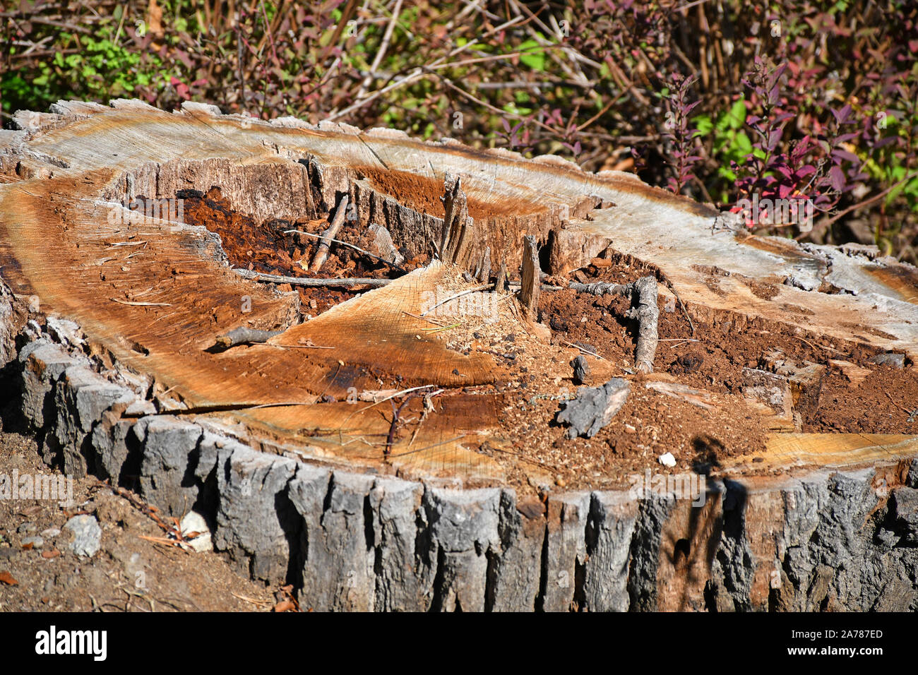 Tree trunk cutting cut out hi-res stock photography and images - Alamy