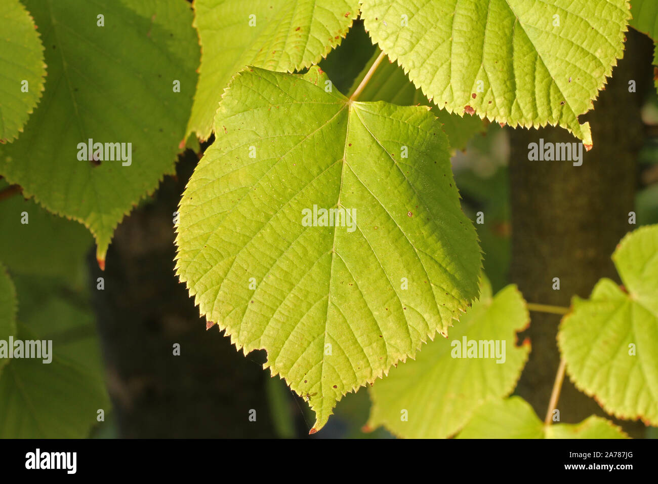 common lime leaf close up with the sun behind in late October in Italy ...